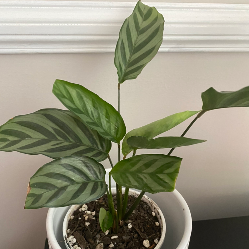 Cally | A plant by @Plantmumma on Greg