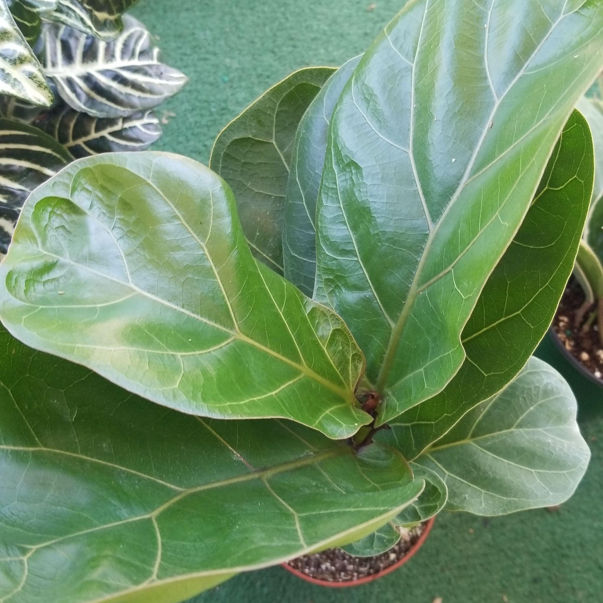 🐛 What Are The Bugs on My Dwarf Fiddle Leaf Fig?