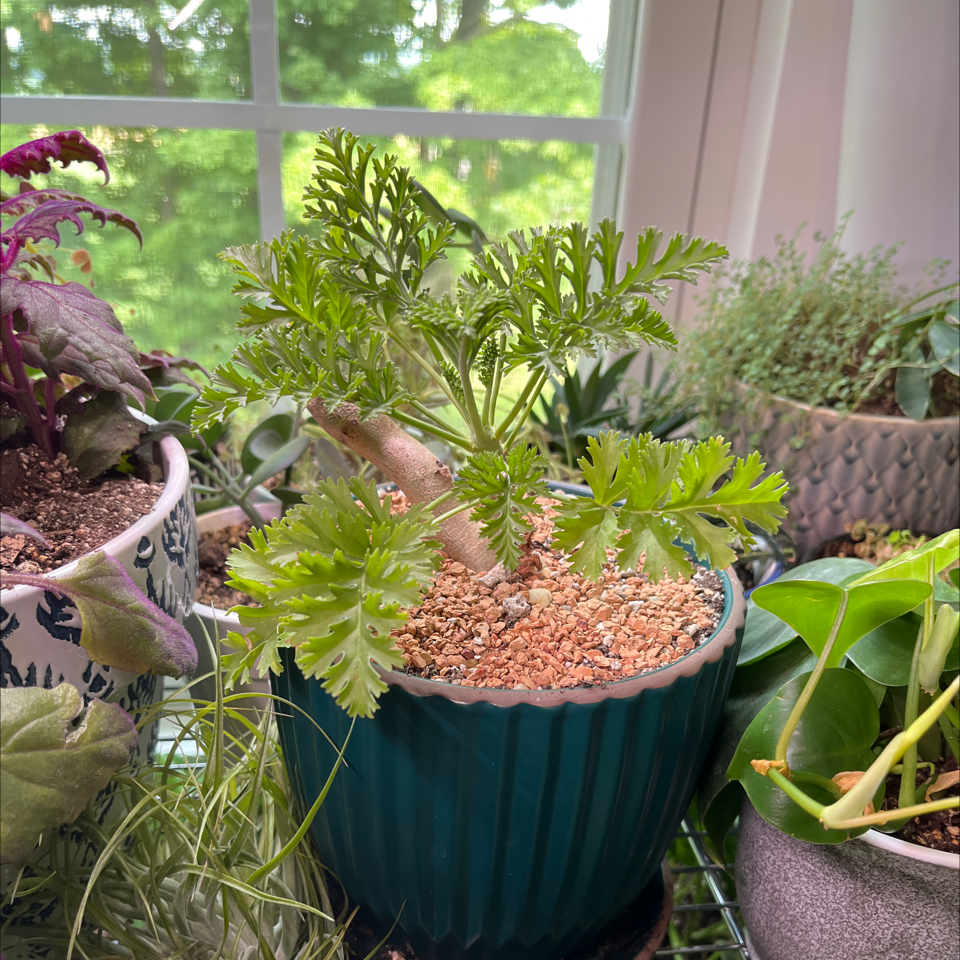 Personalized Succulent Geranium Care: Water, Light, Nutrients | Greg App