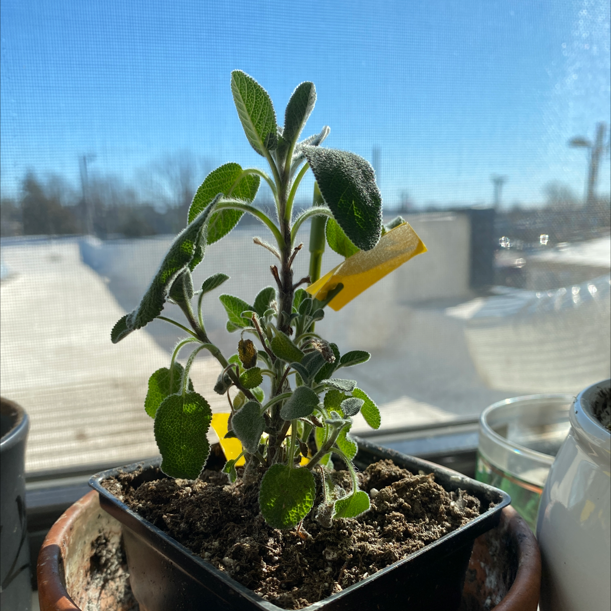 How to Get a Common Sage to Bloom