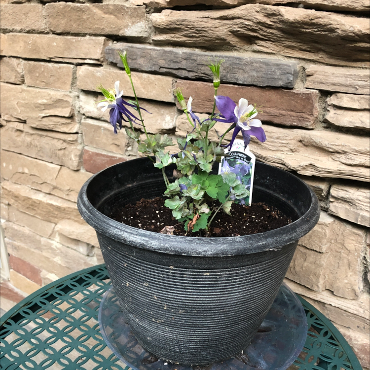 What Does It Mean When Common Columbine Blooms?