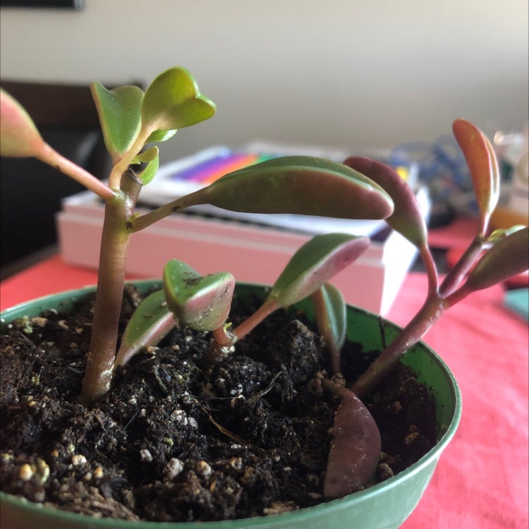 Peperomia Graveolens 'Ruby Glow' Yellow Leaves