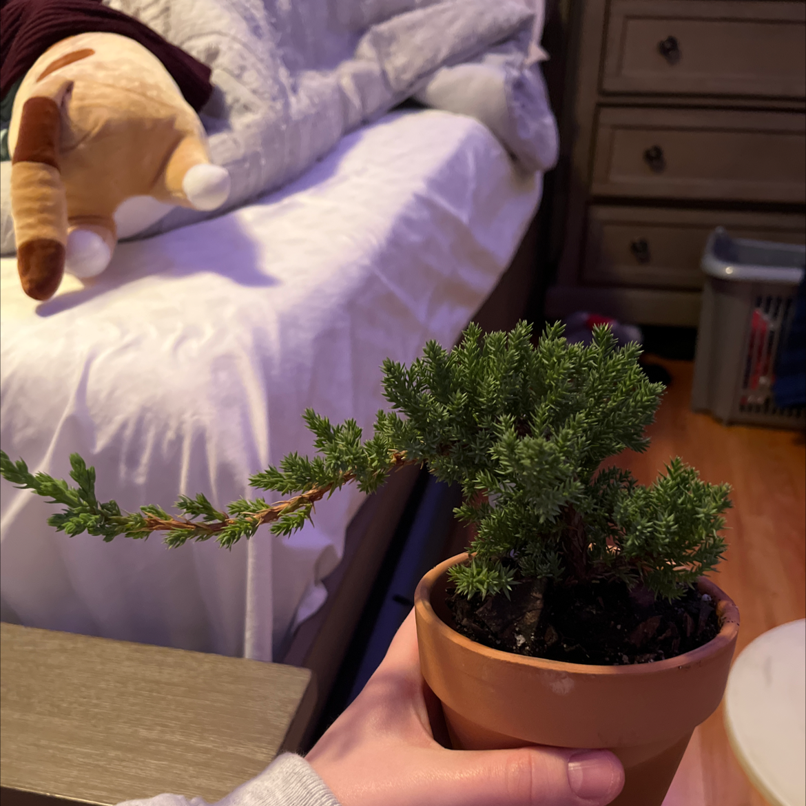 How to Get a Blue Star Juniper to Bloom