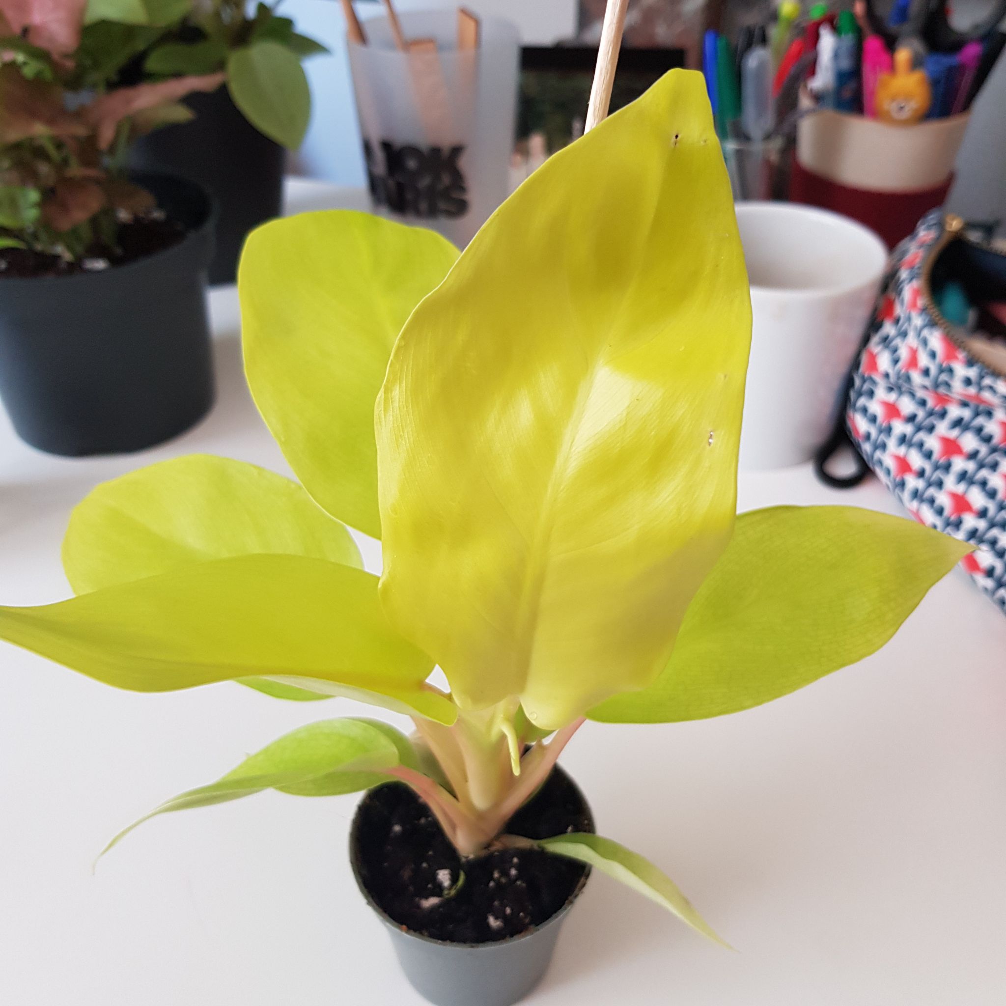 Black Spots on My Philodendron 'Malay Gold' Leaves