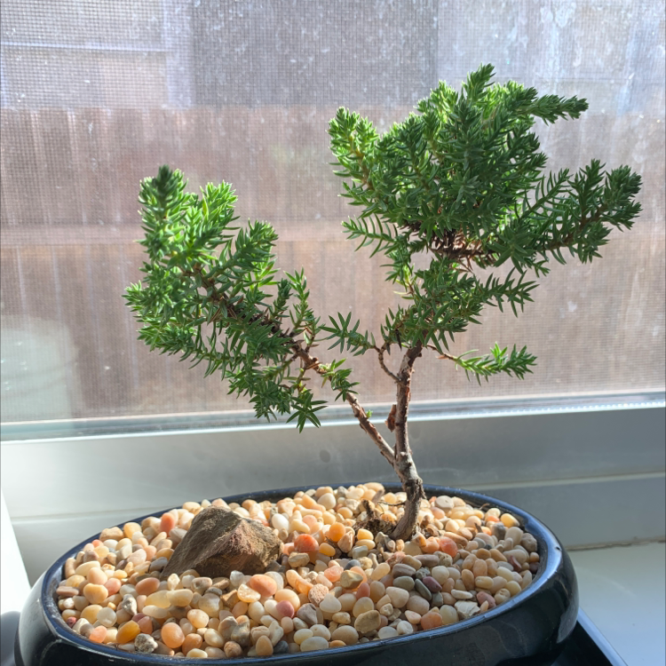 Propagating Your English Yew: Step-by-Step Guide