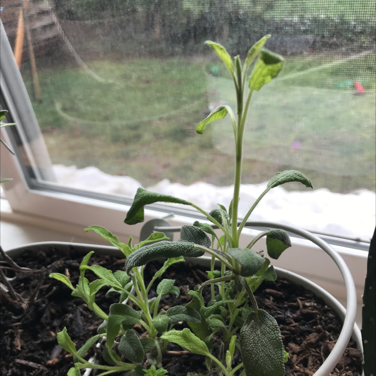 How Do I Cure Common Sage Root Rot?