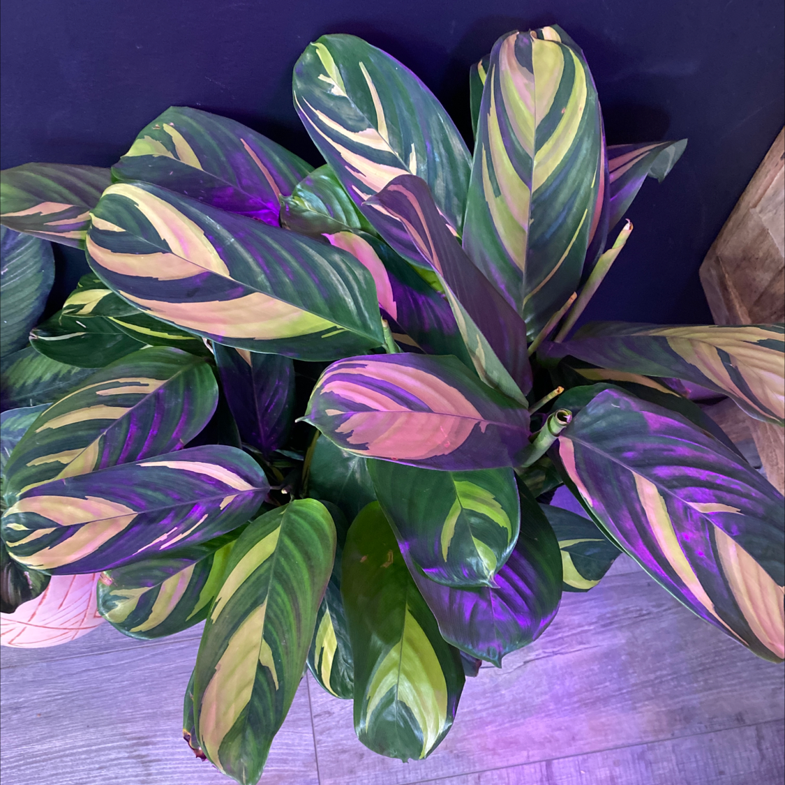 What Do Never Never Plant Flowers Mean?