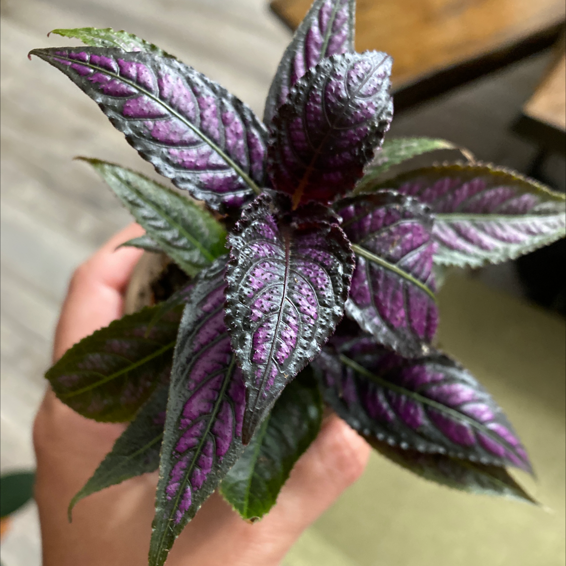 10 Advantages of Having a Persian Shield