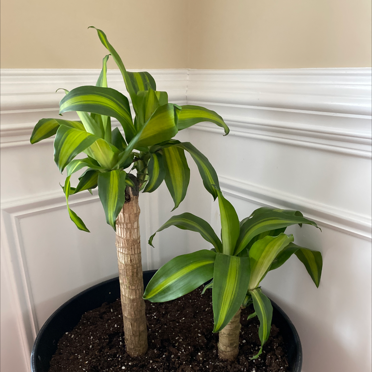 🌽 Symbolism and Benefits of the Dracaena Massangeana