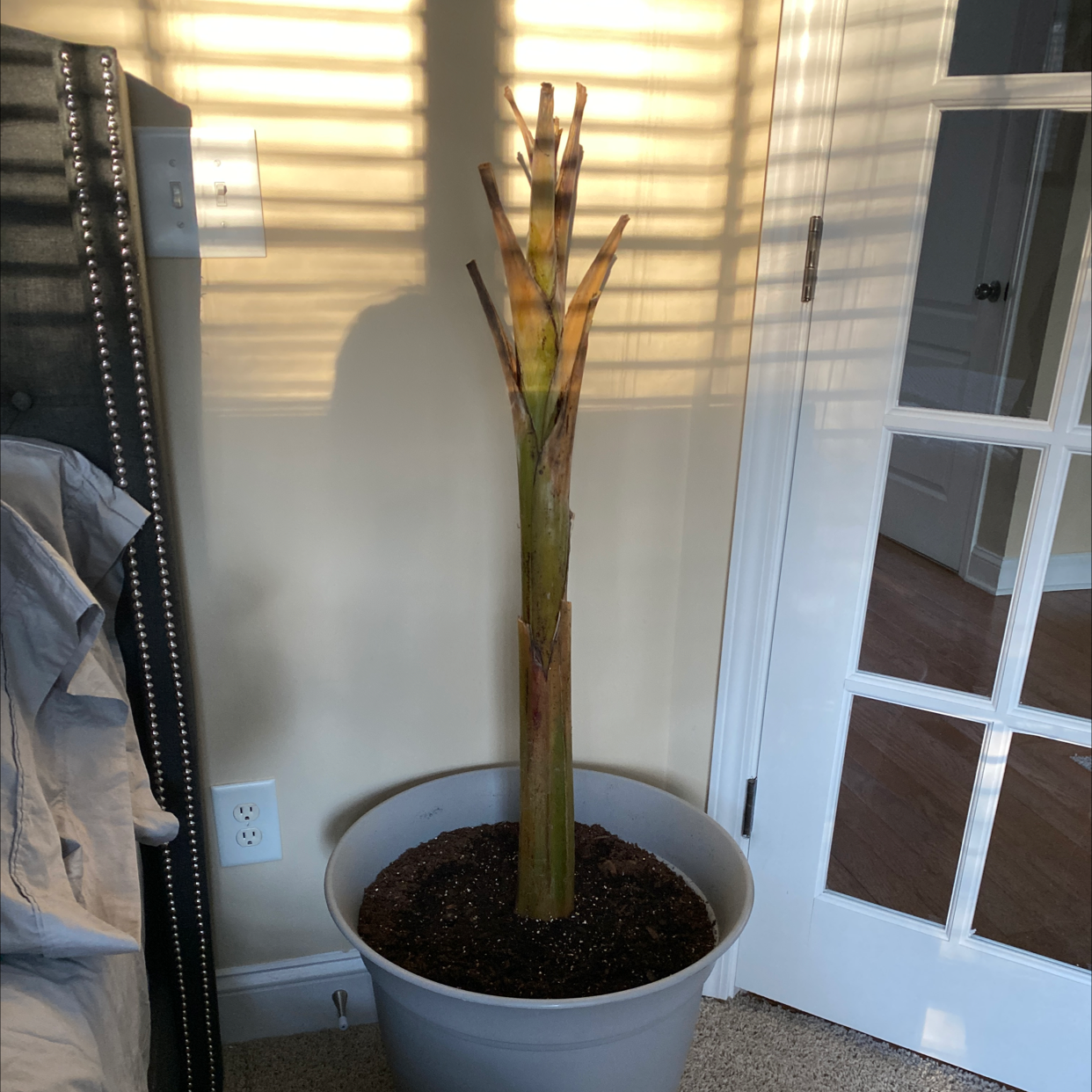🍌 What Do I Do About Banana Root Rot?