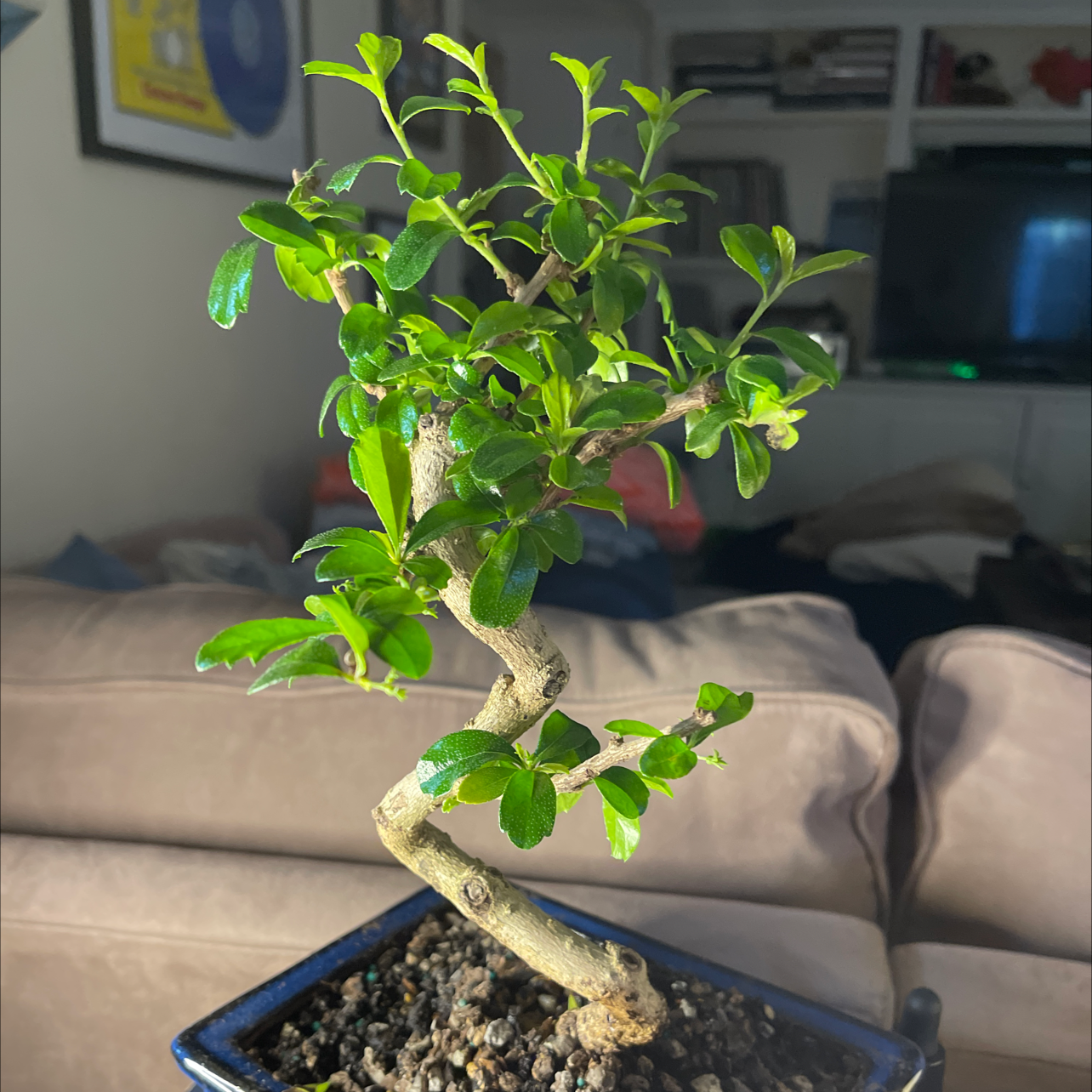 Best Potting Soil Mix for Fukien Tea Tree