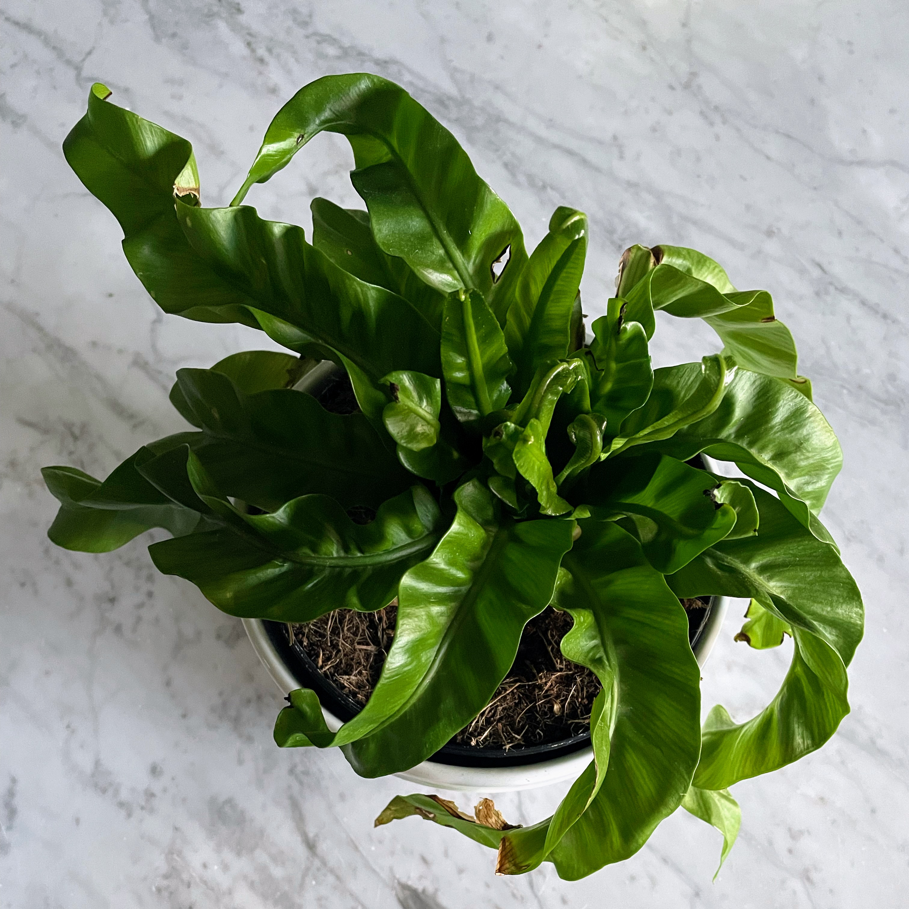 How Do I Propagate My Hurricane Fern?