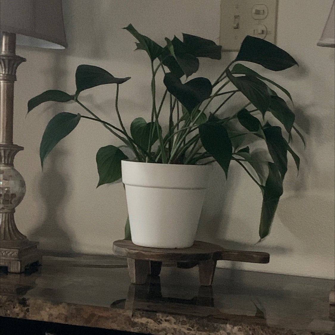 Fertilizing My Chinese Taro