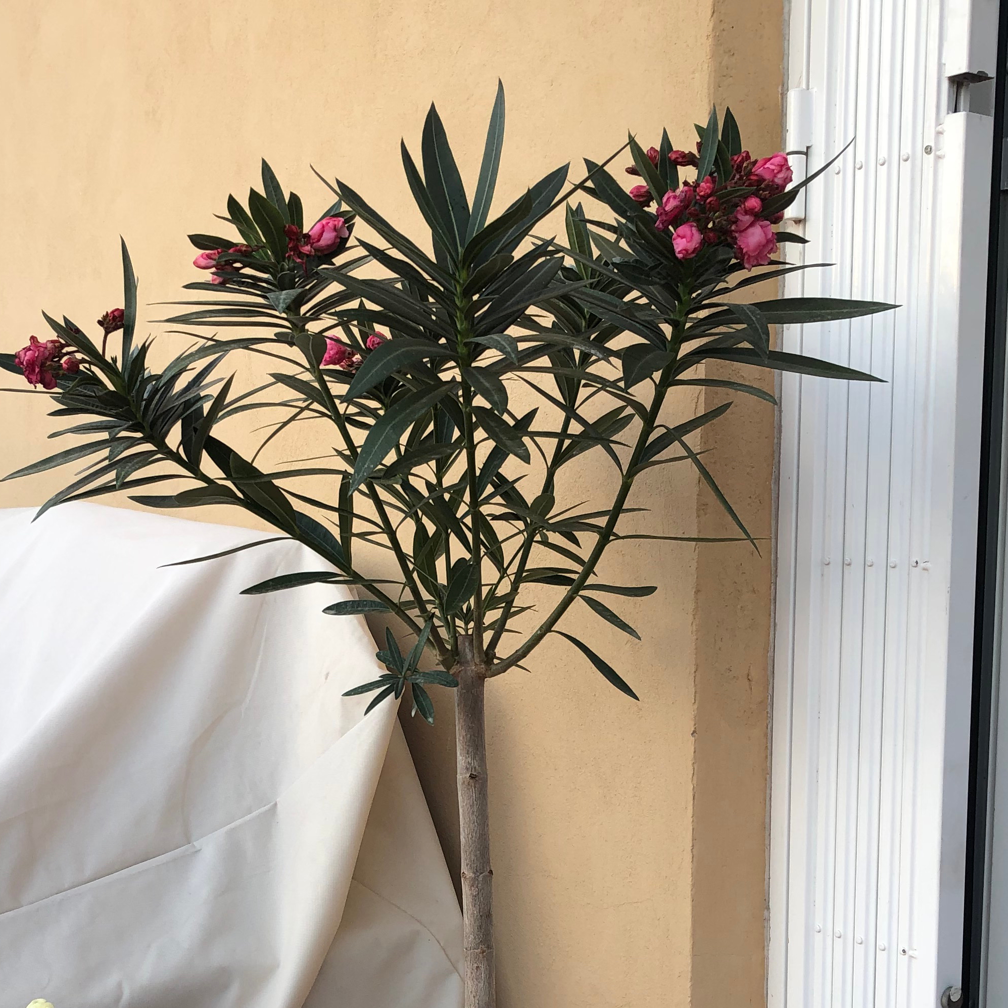 Symbolism and Benefits of the Oleander