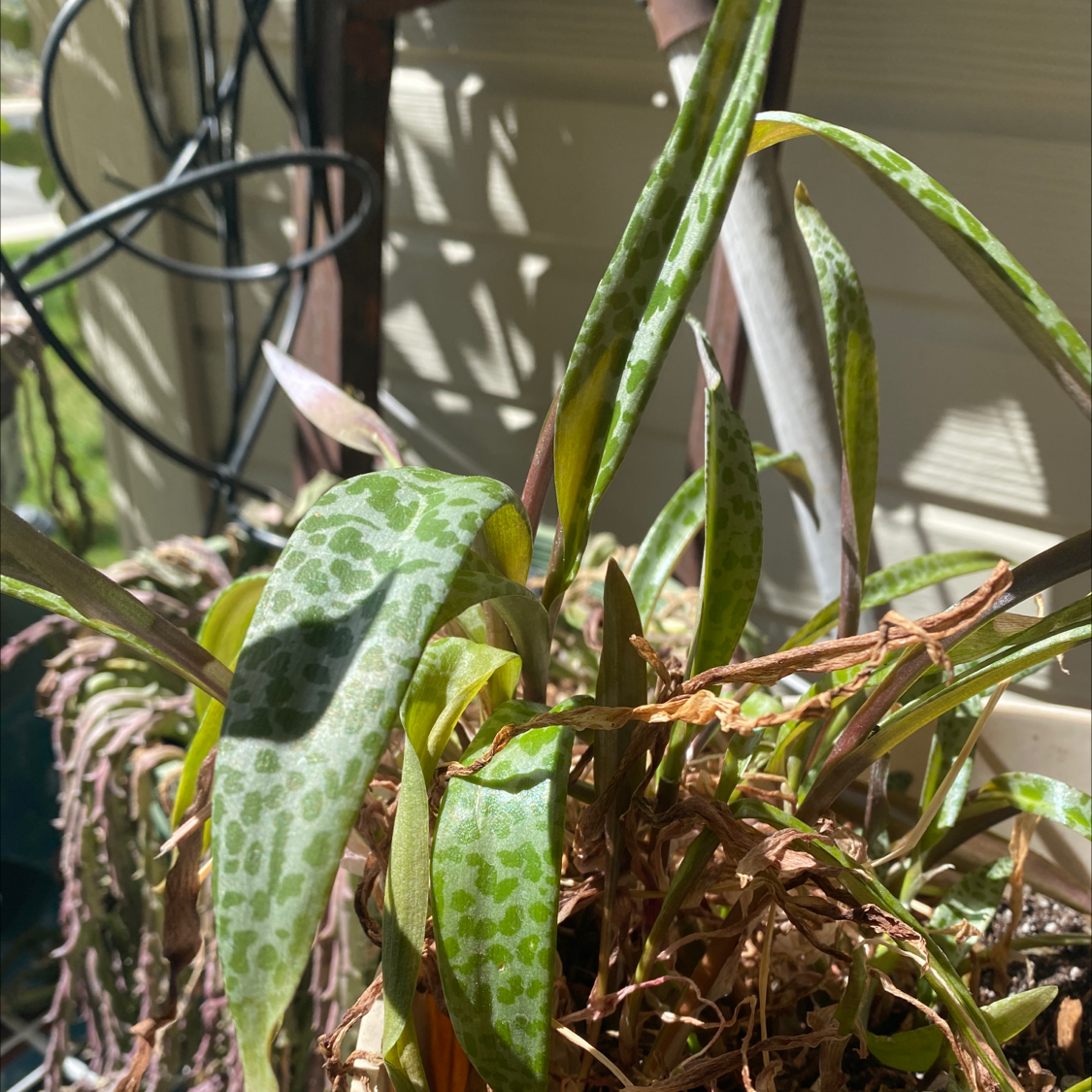 Should I Repot My Silver Squill?