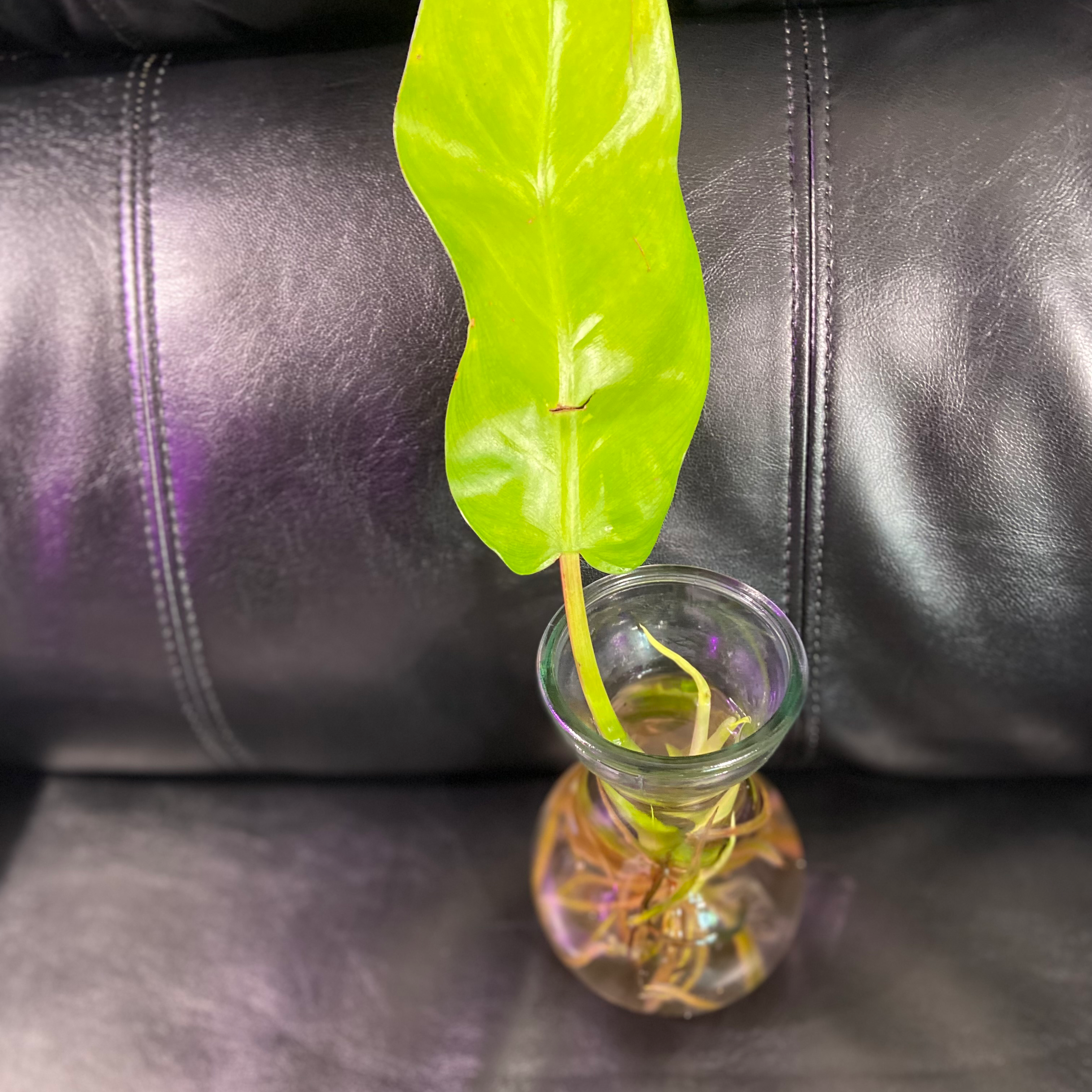 10 Advantages of Having a Philodendron 'Malay Gold'