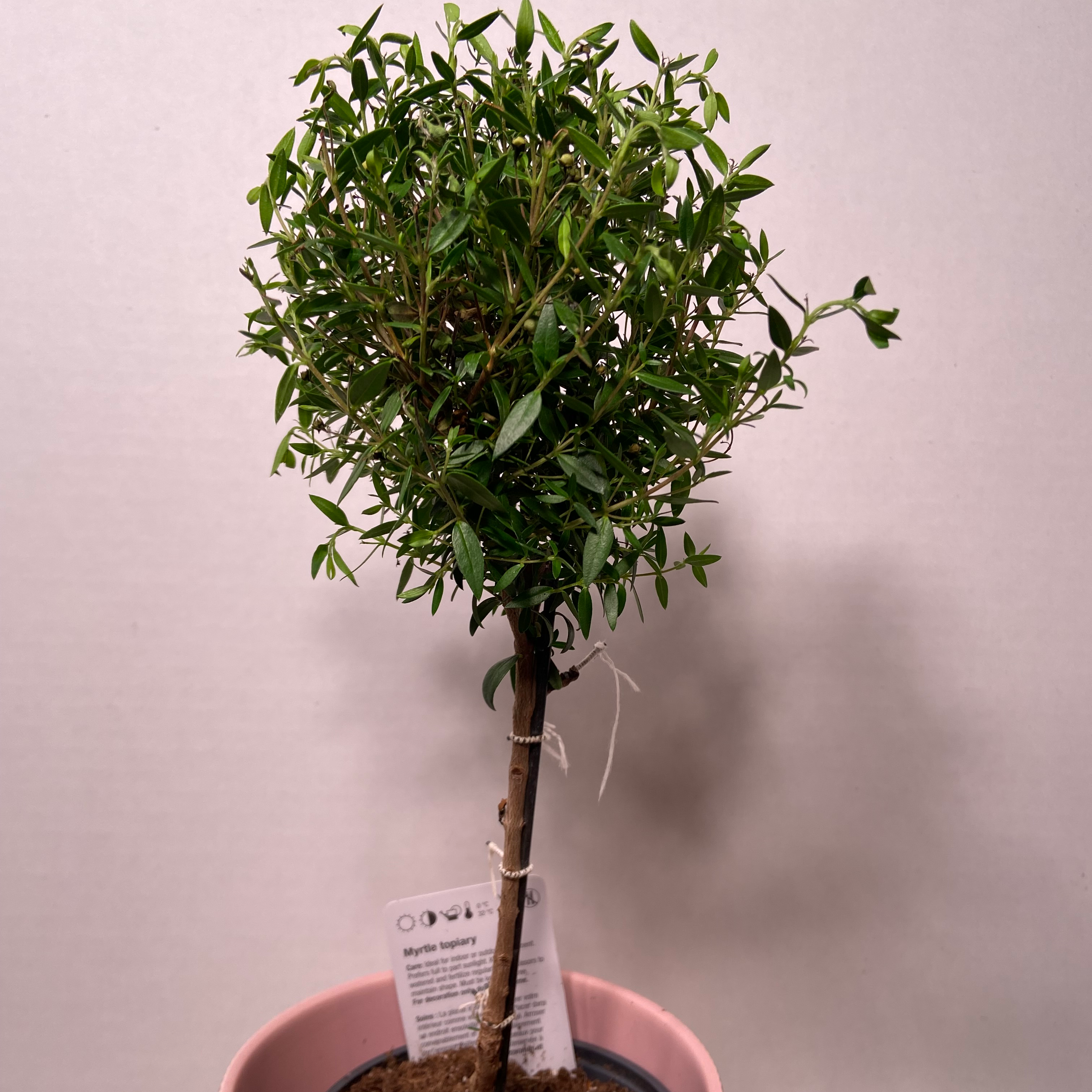 Propagating Your Common Myrtle: Step-by-Step Guide
