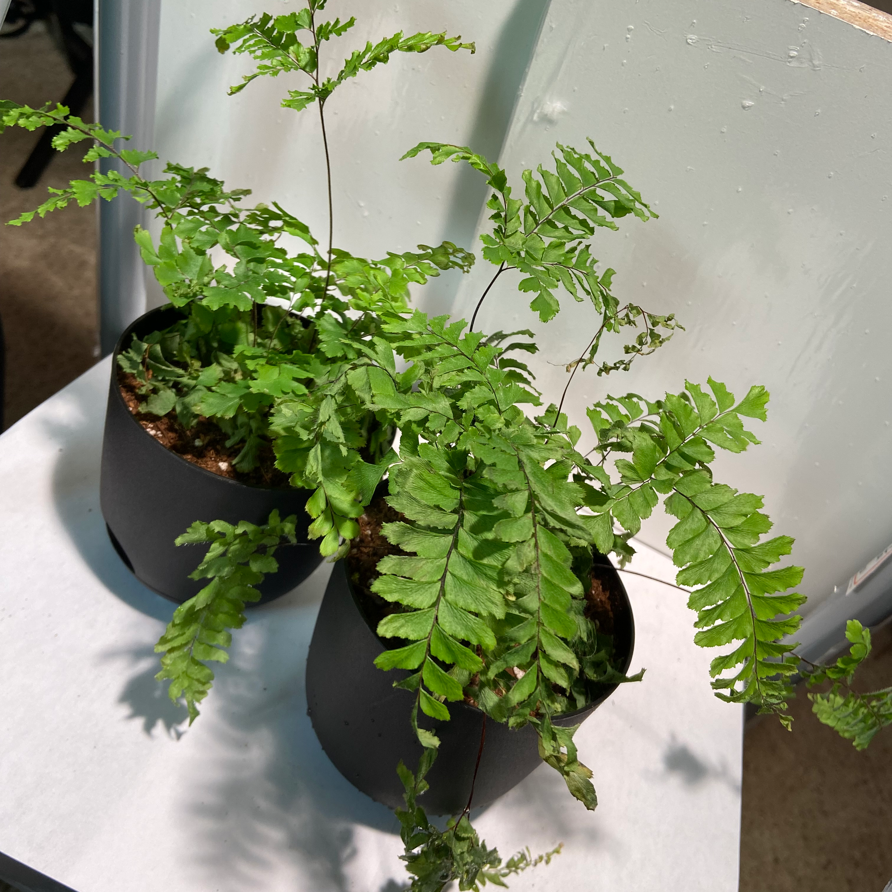 Symbolism and Benefits of the Northern Maidenhair Fern