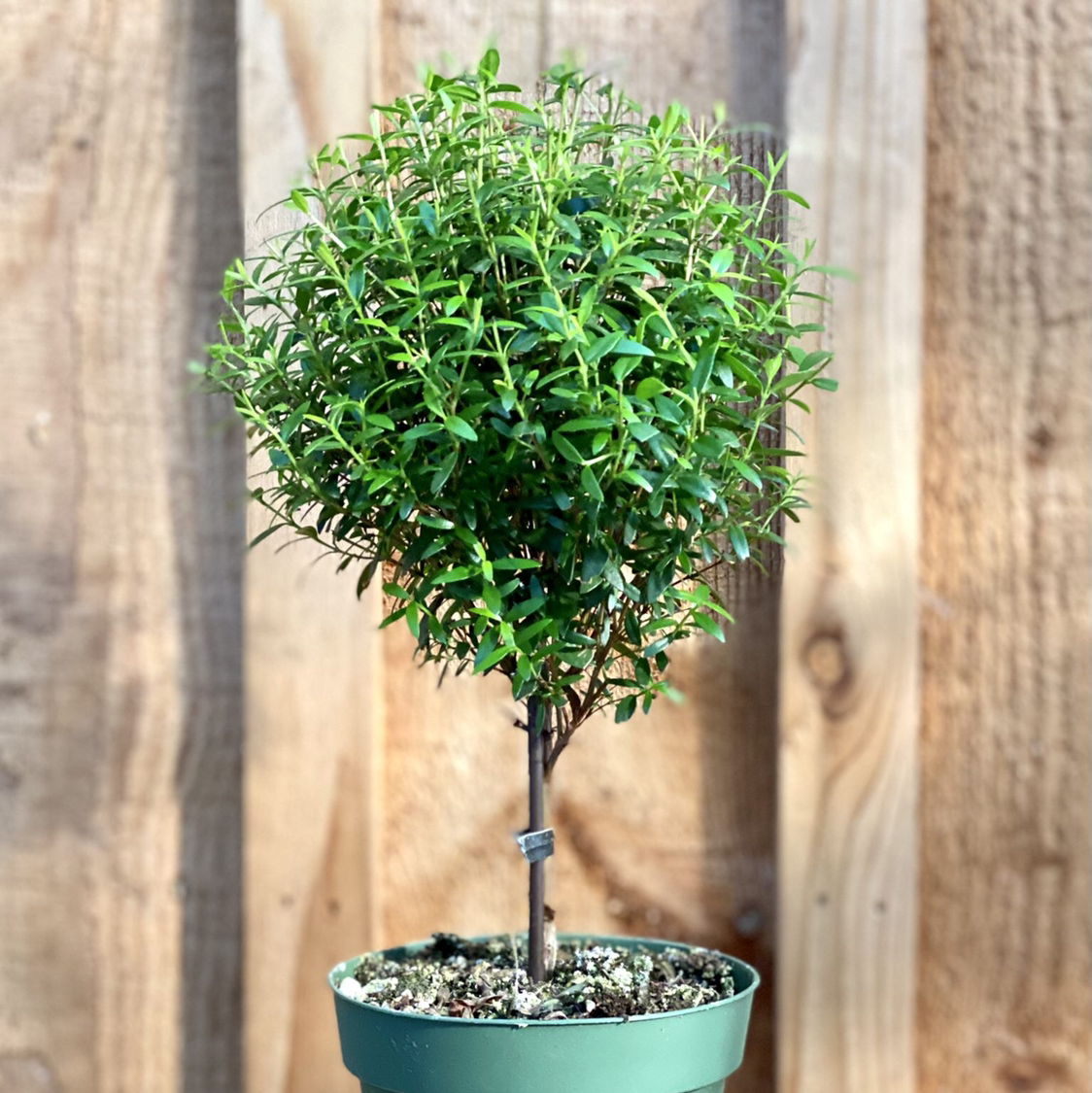 The Complete Common Myrtle Plant Care Guide: Water, Light & Beyond