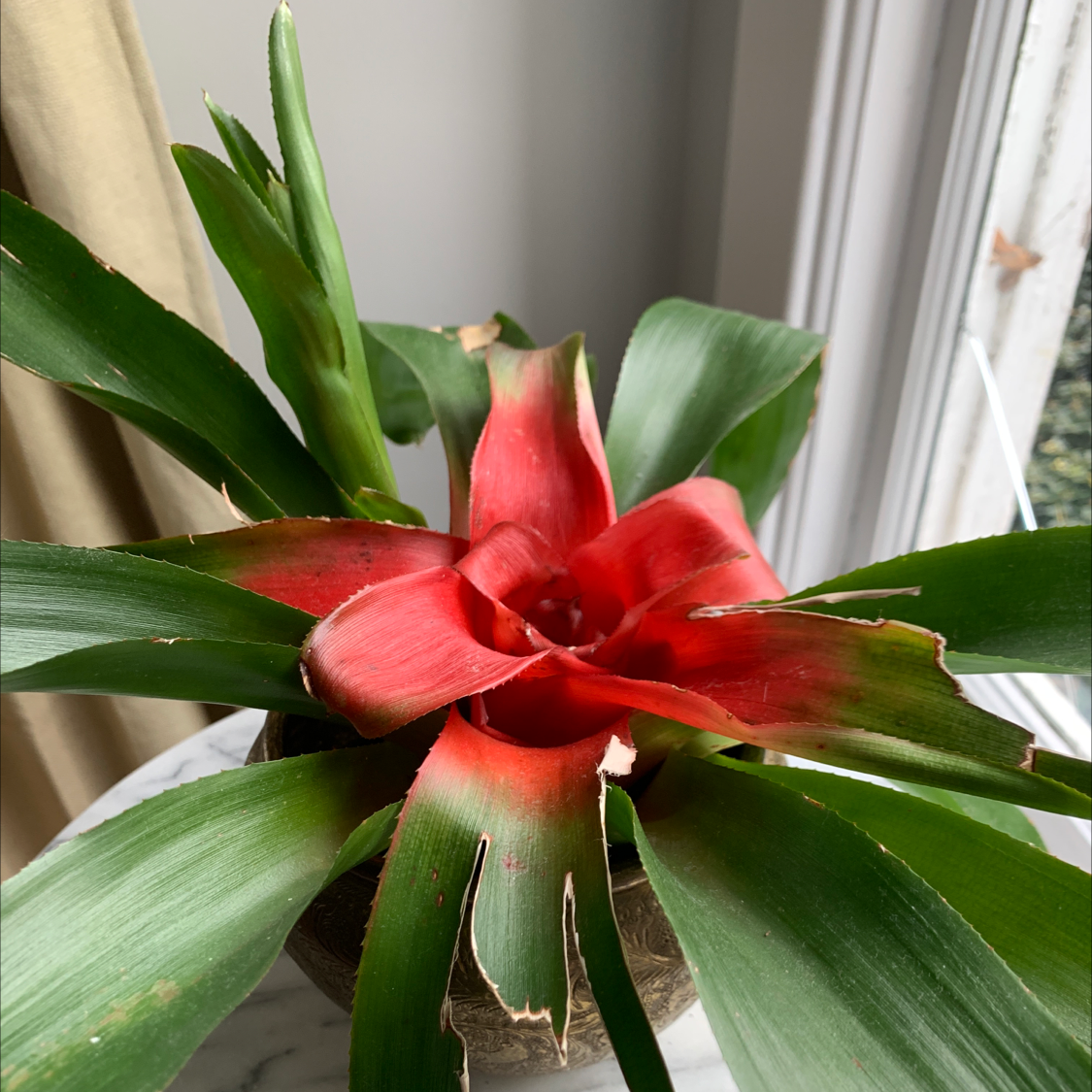 💧 Why Are My Blushing Bromeliad Leaves Mushy?