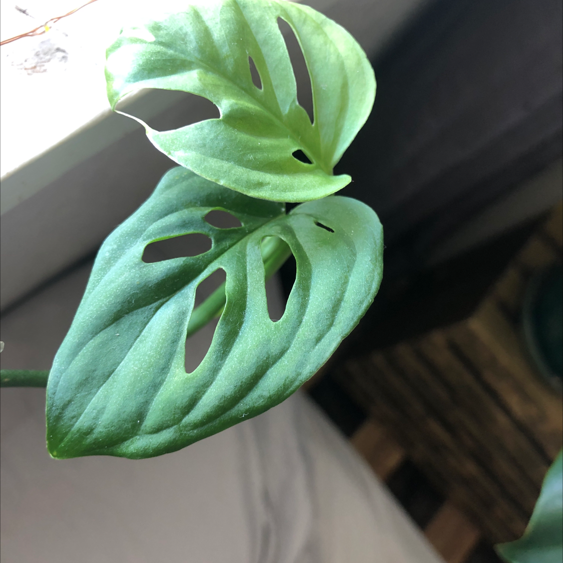 🐛 What To Do About Bugs on My Swiss Cheese Vine?