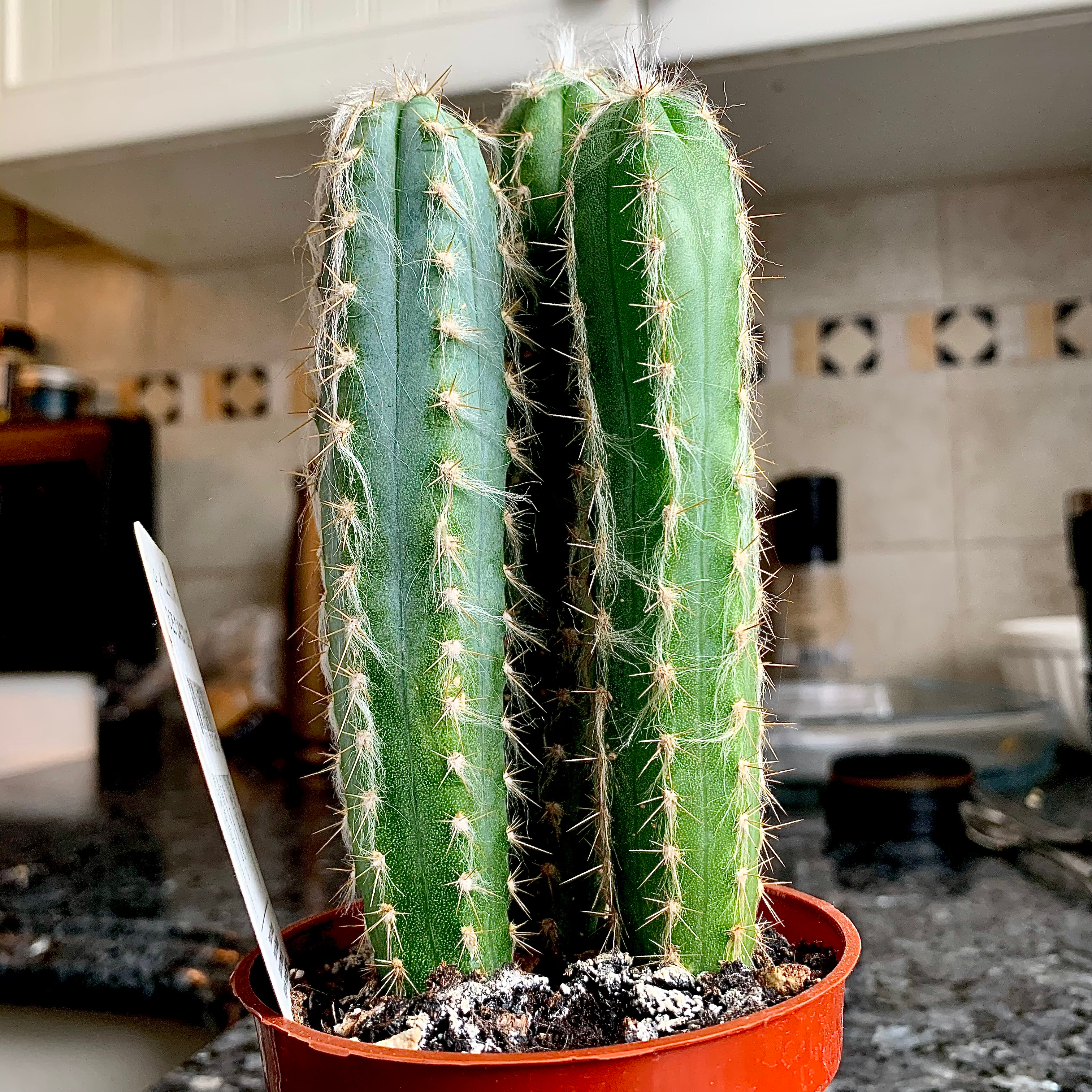 The Complete Blue Columnar Cactus Plant Care Guide: Water, Light & Beyond