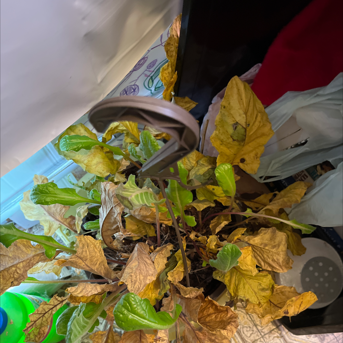 Why Are There Brown Spots on My Blue Bugle Leaves?