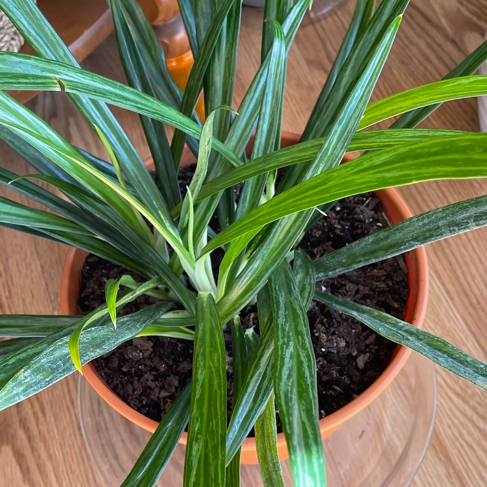 Light Requirements For My Aglaonema 'Cutlass'