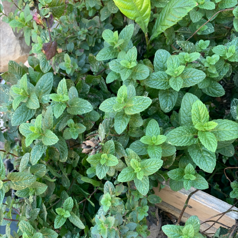 🌿 Why Are My Sweet Mint Leaves Curling?