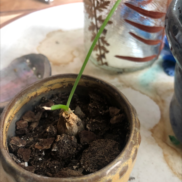 Symbolism and Benefits of the Garlic