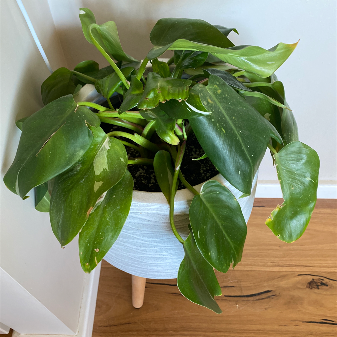 Why Is My Philodendron 'White Princess' Not Doing Well?