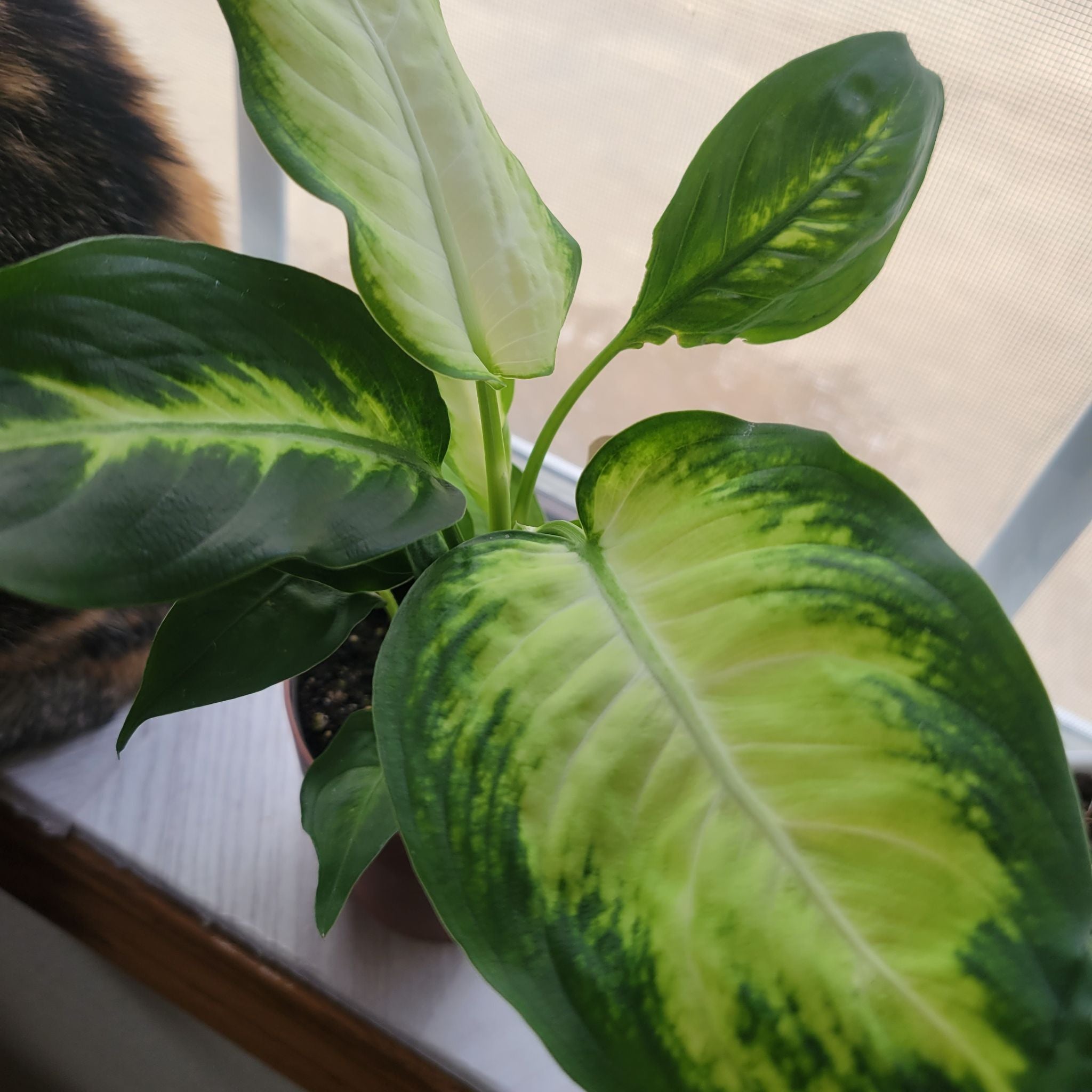 🌤 Your Dieffenbachia maculata 'Tiki''s Light Needs