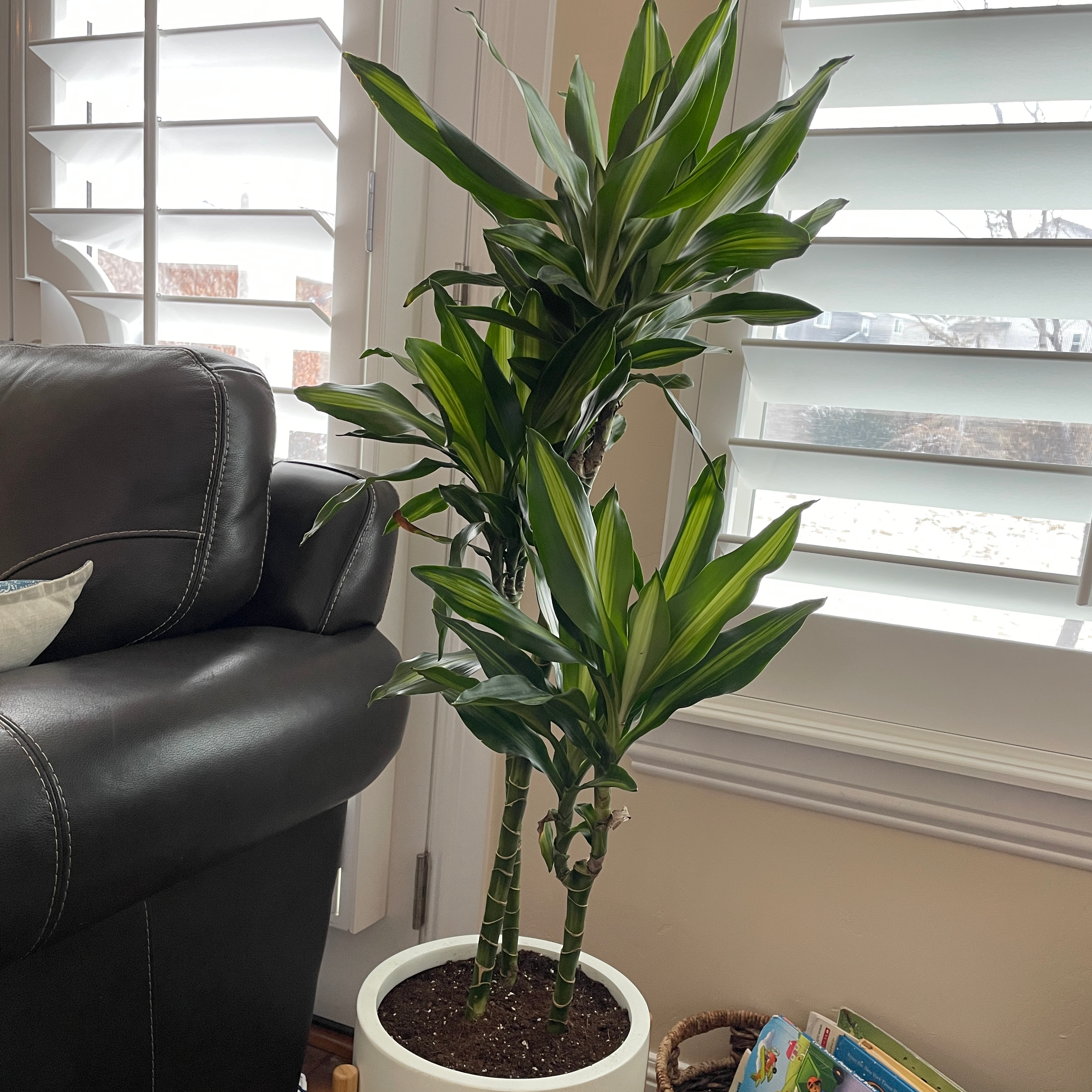 Why Are My Dracaena 'Cintho' Leaves Falling Over?