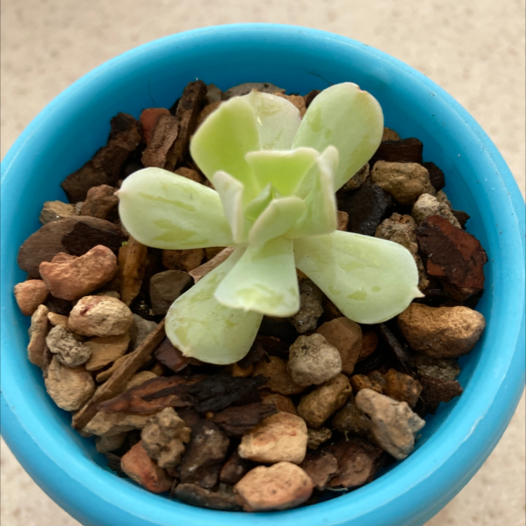 What Do Echeveria 'Topsy Turvy' Flowers Mean?