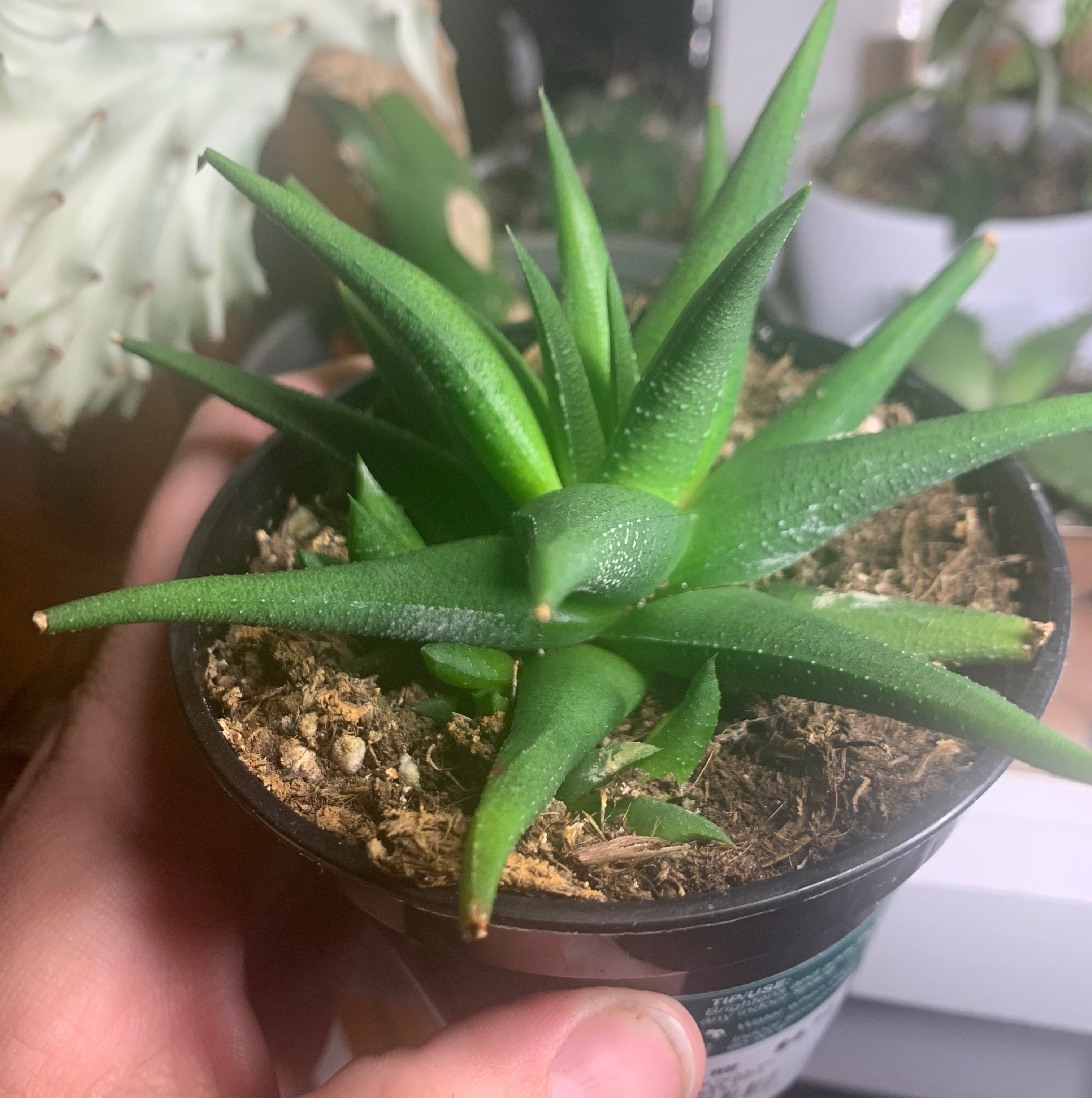 Why Are My Gasteraloe 'Flow' Leaves Droopy?