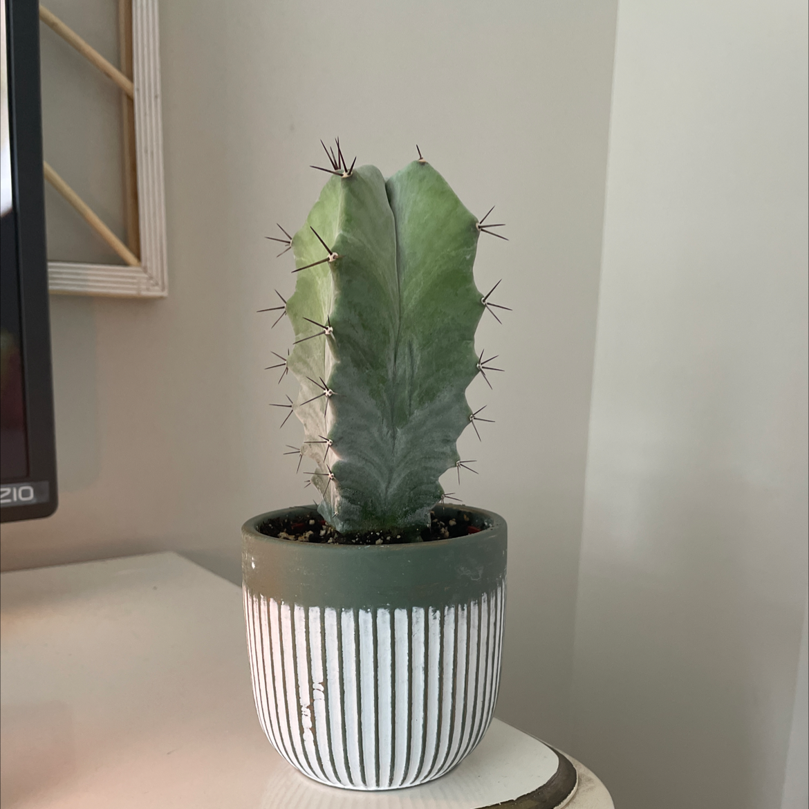 Your Gray Ghost Organ Pipe's Light Needs