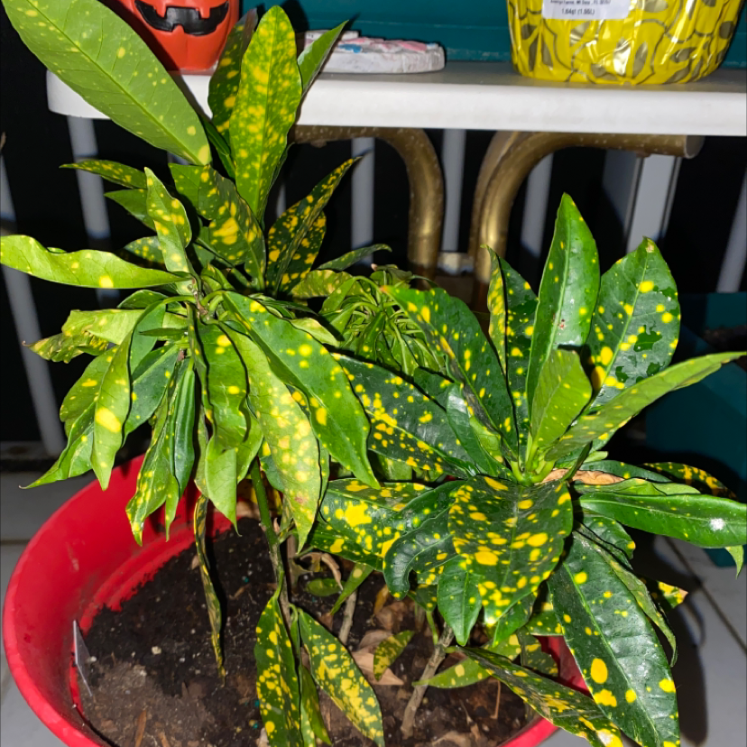 The Complete Gold Dust Croton Plant Care Guide: Water, Light & Beyond