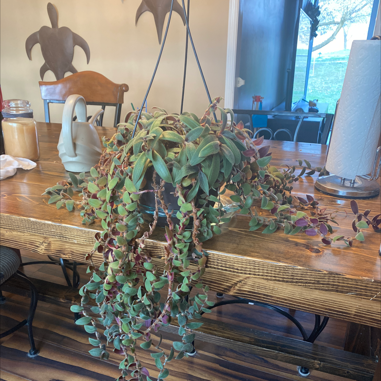 How Much Sunlight For Your Teddy Bear Vine