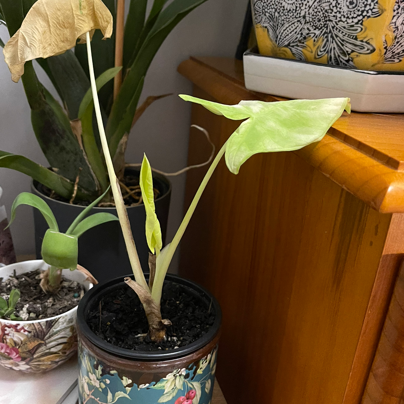 Why Are There Brown Spots on My Arrowleaf Elephant Ear?