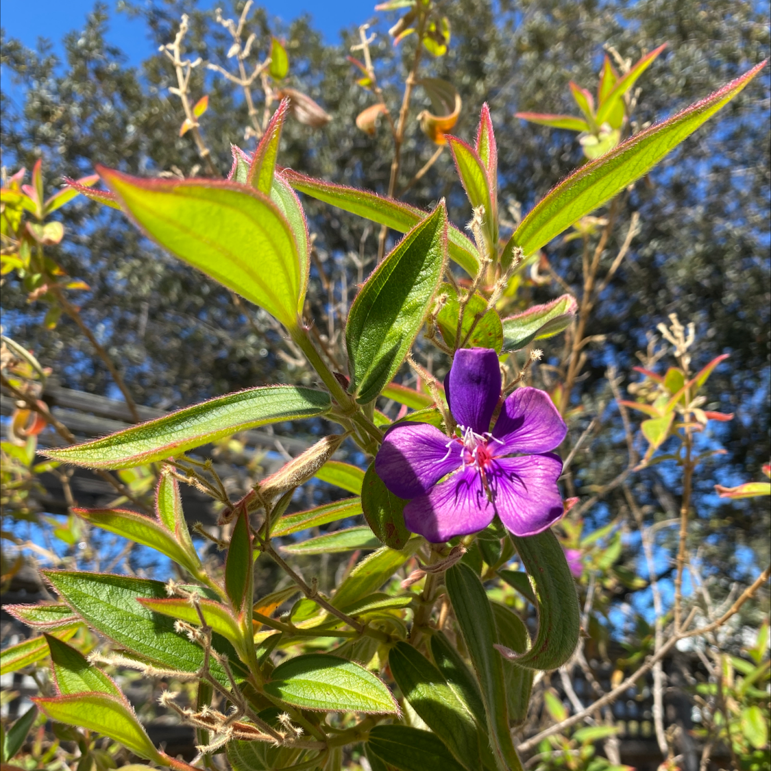 The Complete Pleroma semidecandrum Plant Care Guide: Water, Light & Beyond