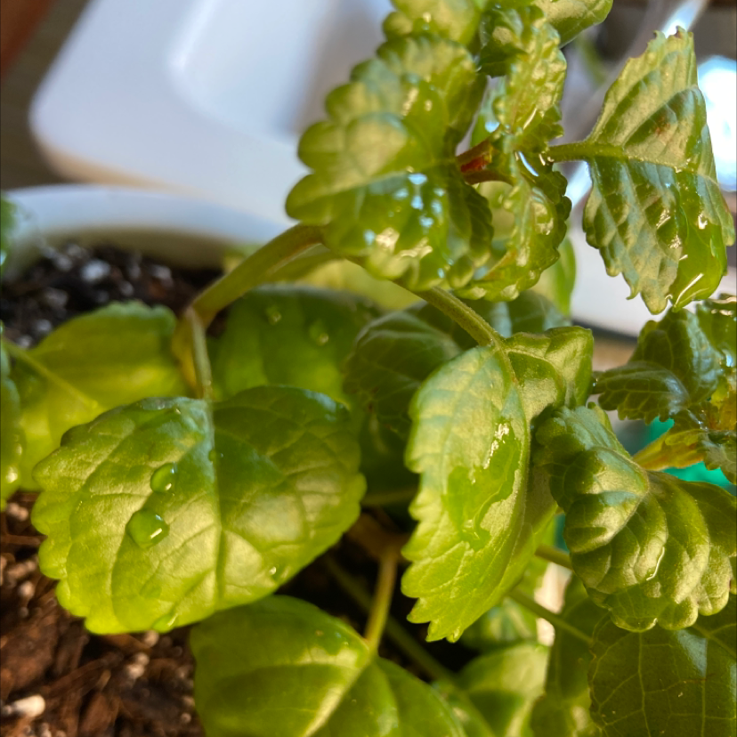 Black Spots on My Swedish Ivy Leaves