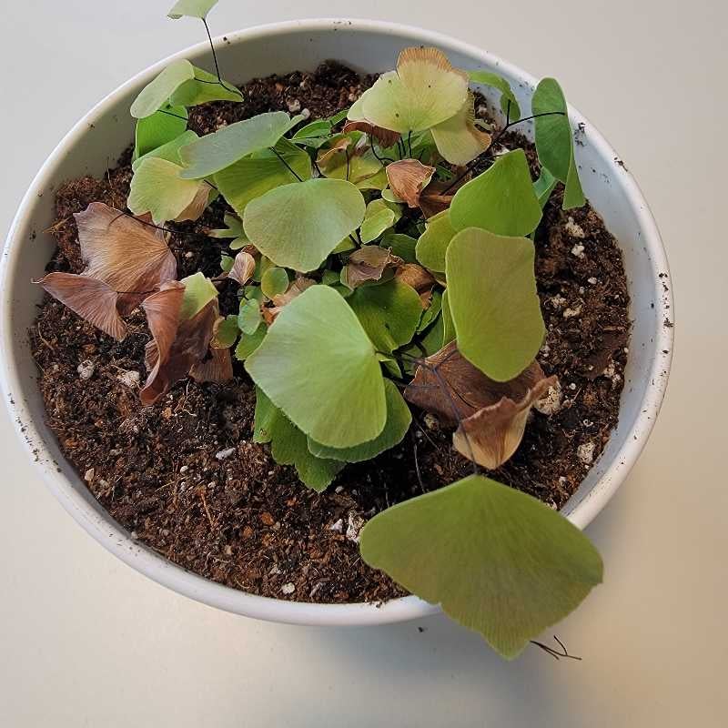 💧 Why Are My California Maidenhair Fern Leaves Mushy?