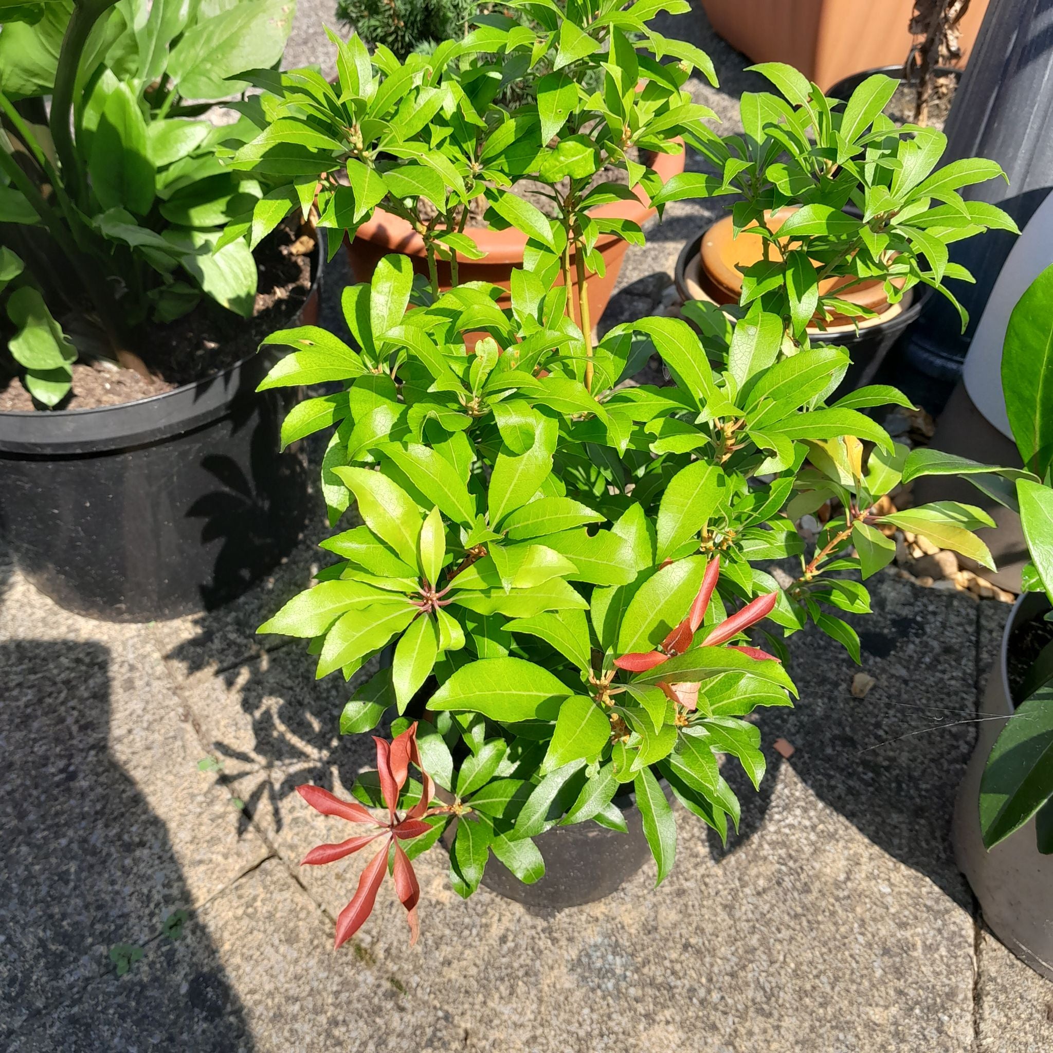 Why Are My Japanese Andromeda Leaves Dropping?