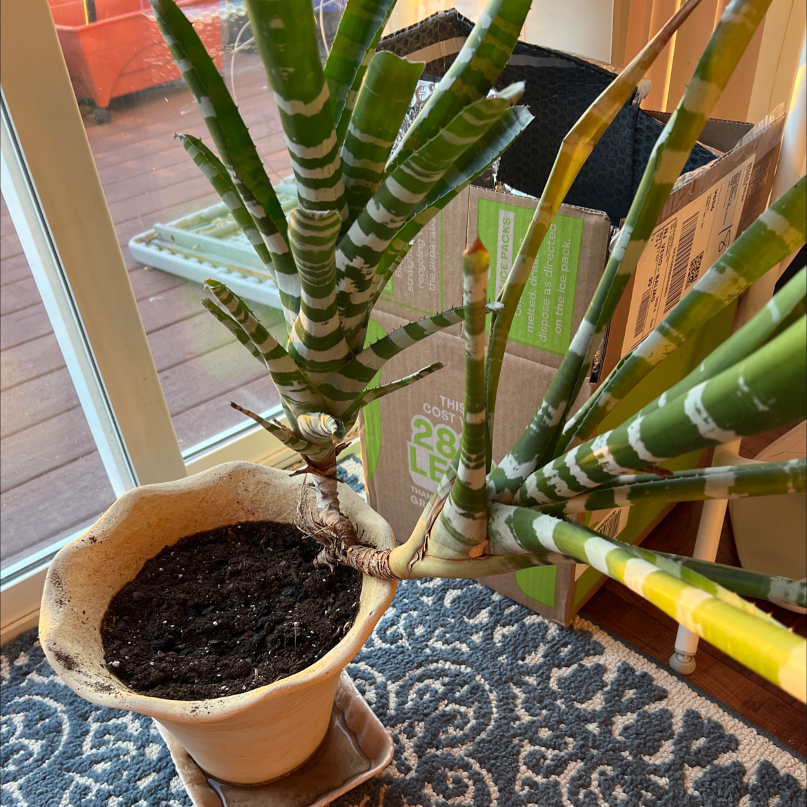Propagating Urn Plant: Step-by-Step Guide
