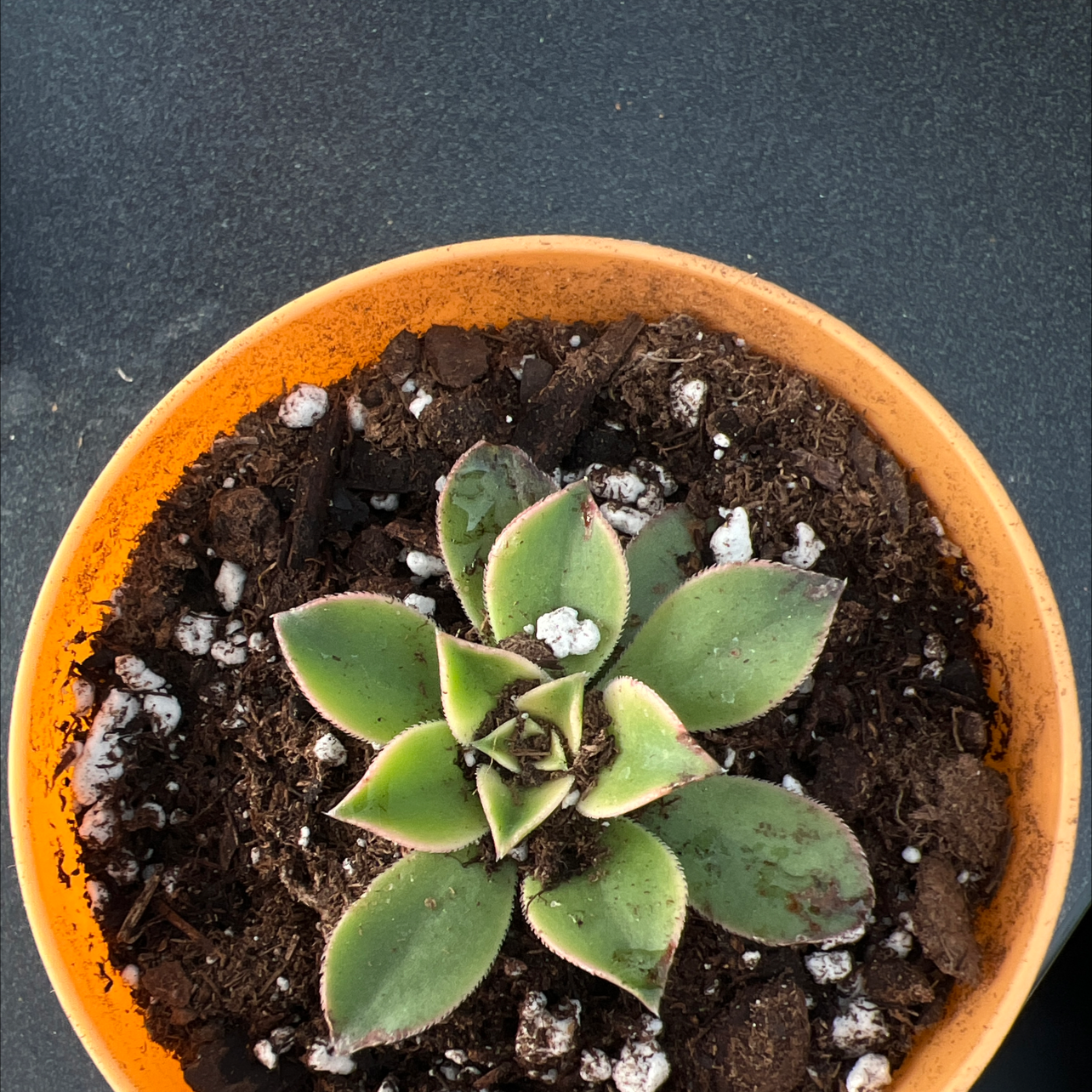 Why Are There Black Spots on My Aeonium 'Kiwi' Leaves?