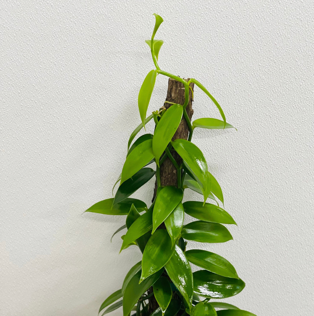 How to Propagate Your Vanilla Orchid