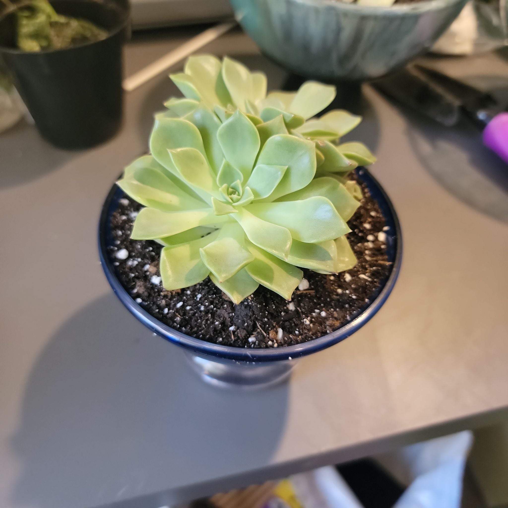 💧 Why Are My Taciveria 'Tasha' Leaves Mushy?