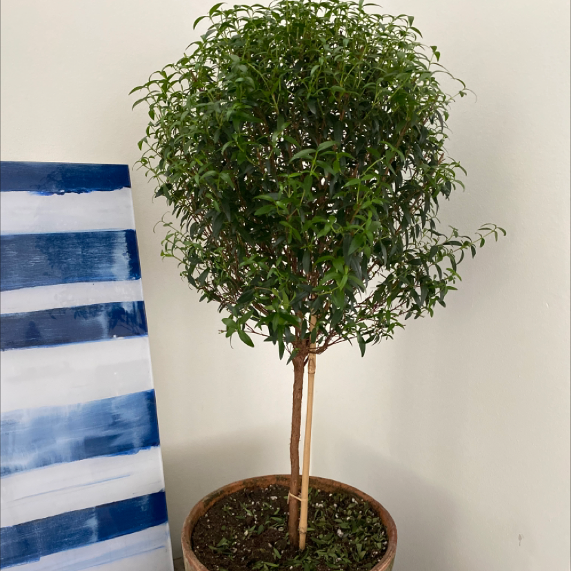 Best Soil Potting Mix for Common Myrtle