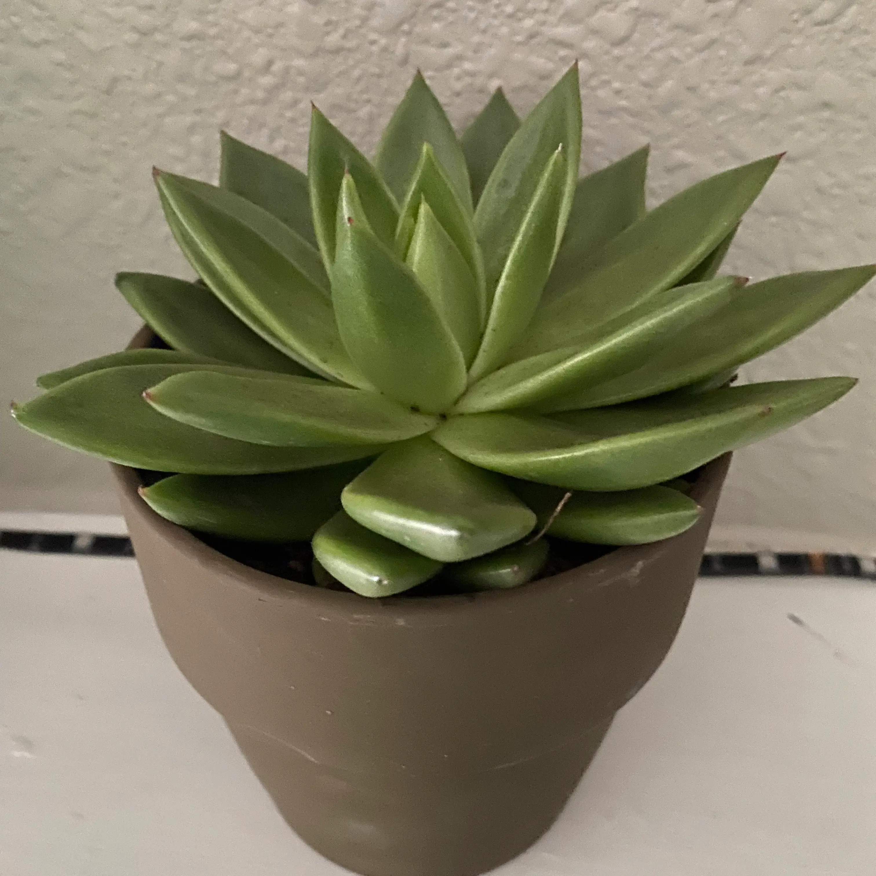 Mavis | A plant by @rublidooplants on Greg