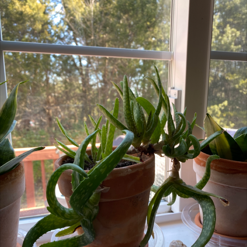 Why Are My Aloe Vera Leaves Falling Over? 🍂